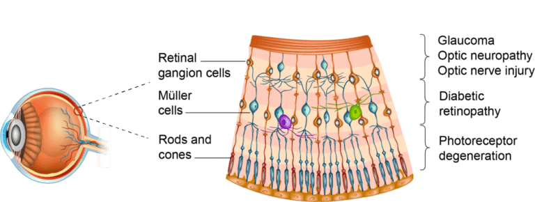 Optireach Technology & Scientific Approach for Eye Drop Drug - Oculis